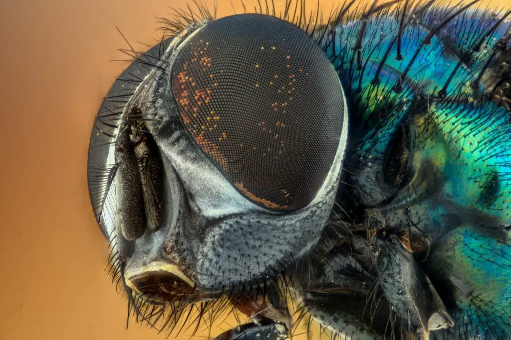 +250 Palabras que empiezan con la letra "M" ¡Animales Colores y mas!