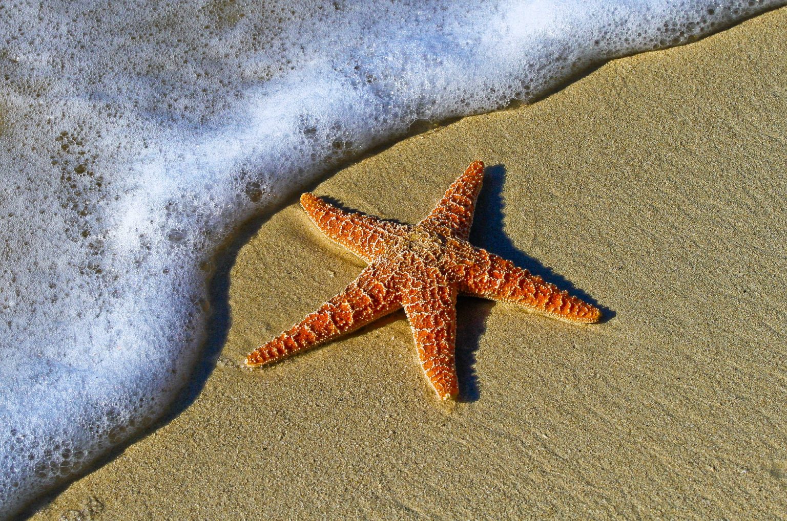 +10 poemas de Puerto Rico (Largos y cortos) ¡Para niños!