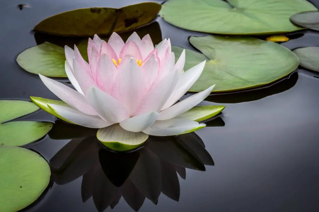 13 Poemas De José Gorostiza Reflexivos Profundos Y únicos