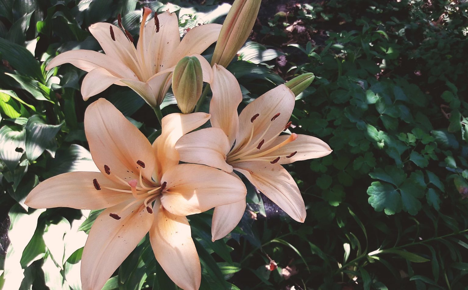 +10 Poemas de Nicolás Guillen ¡Arte cubano! - ¡Cautivadores y únicos!