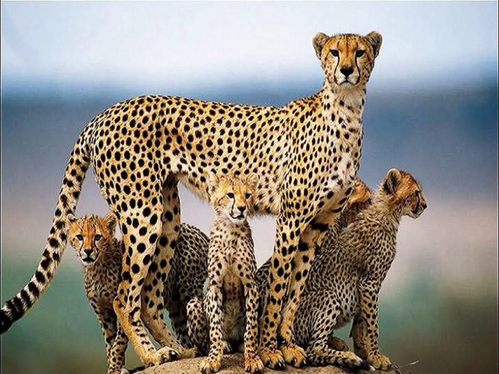 +5 Libros de biología animal (Para todas las edades) - Escribirte.com.ar